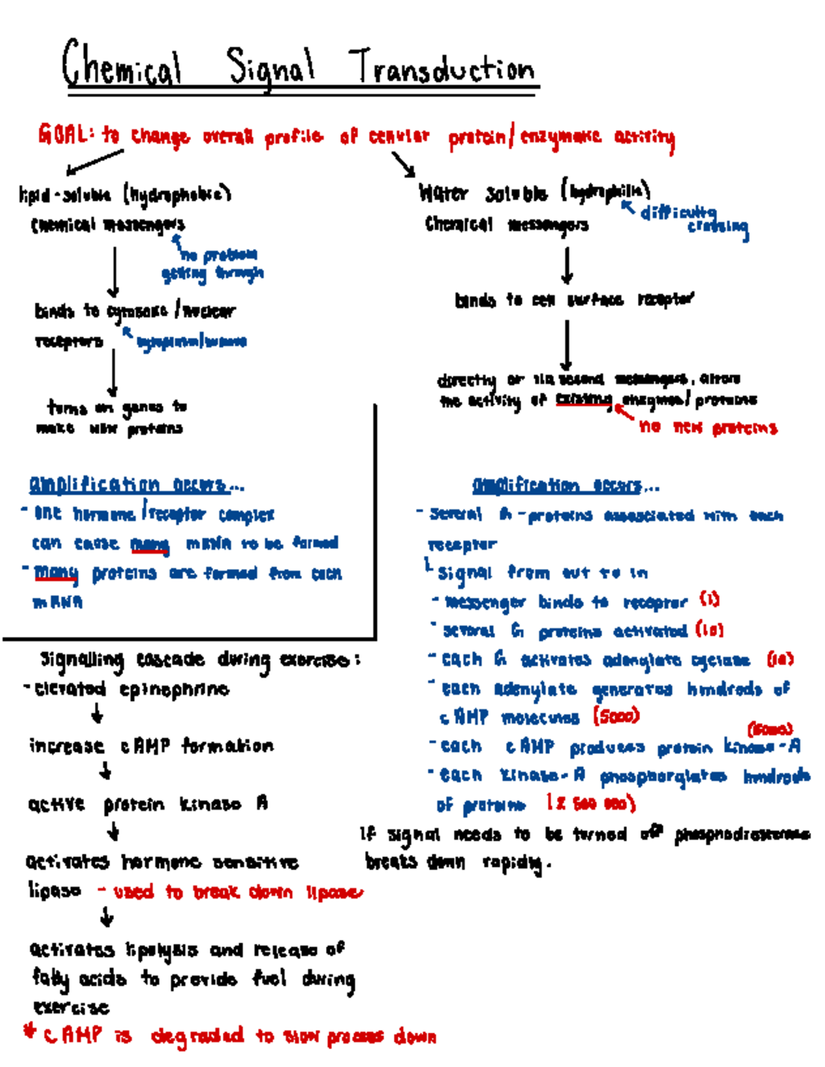 REV Lecture 9: Chemical Signaling and Transduction Mechanisms - Studocu