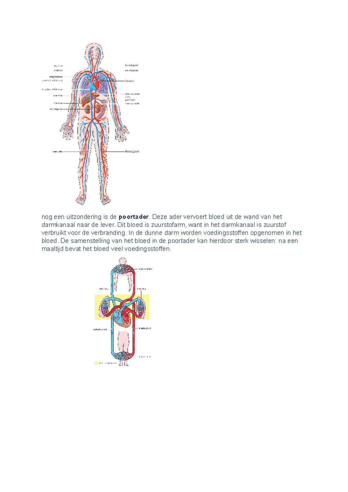Bio samenvatting - Biologie - nog een uitzondering is de poortader ...