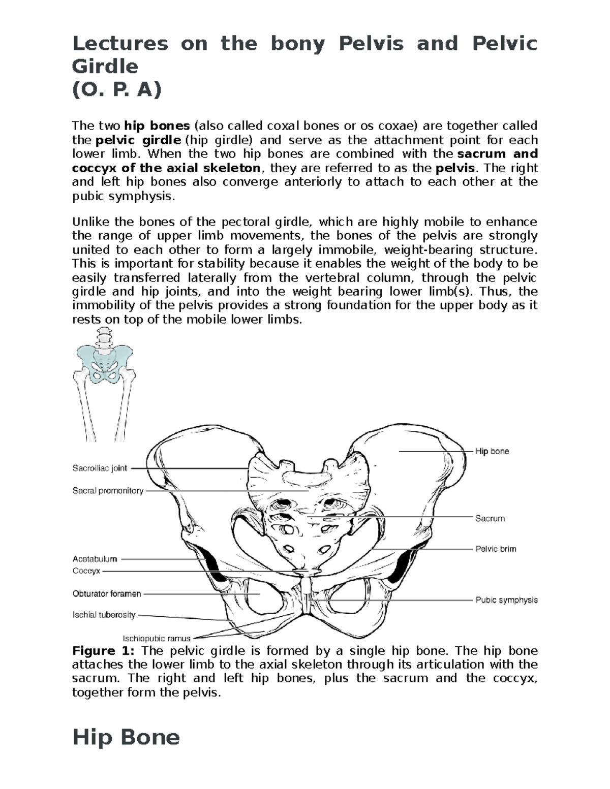 The Pelvic Girdle and Pelvis - Lectures on the bony Pelvis and Pelvic ...