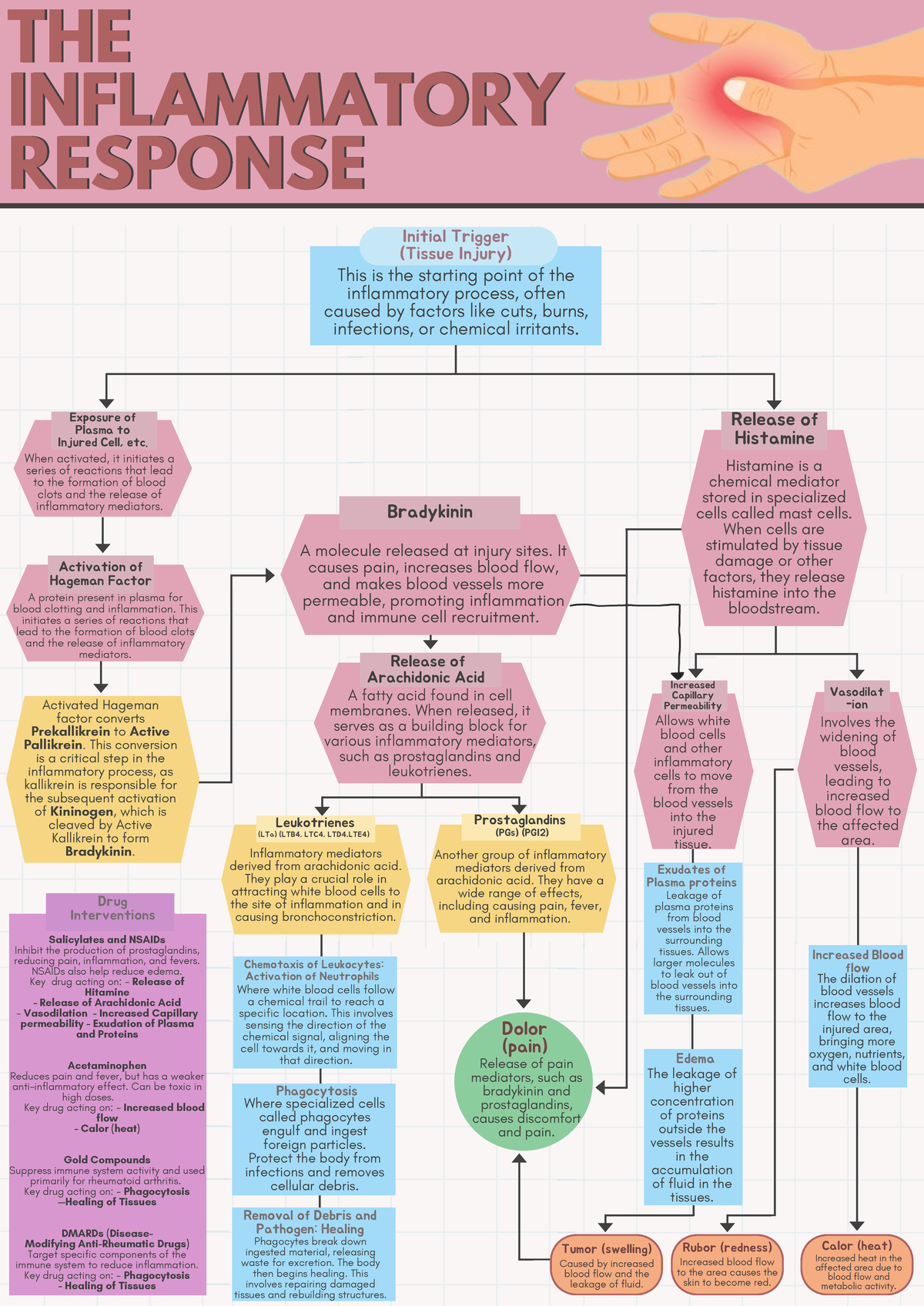 Inflammatory Response Overview: Mechanisms and Drug Interventions - Studocu