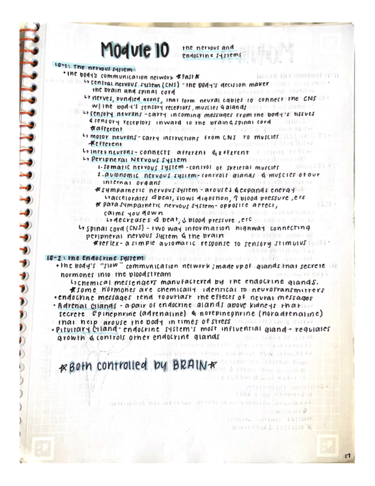 AP Psychology Module 10 - Overview of the Nervous & Endocrine Systems ...