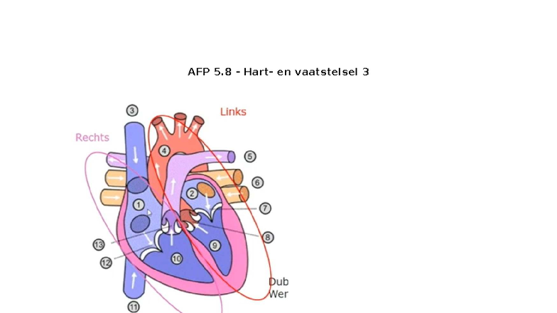 AFP 5.8 Hart- en Vaatstelsel 3: Cardiac Output en Hartfalen - Studeersnel