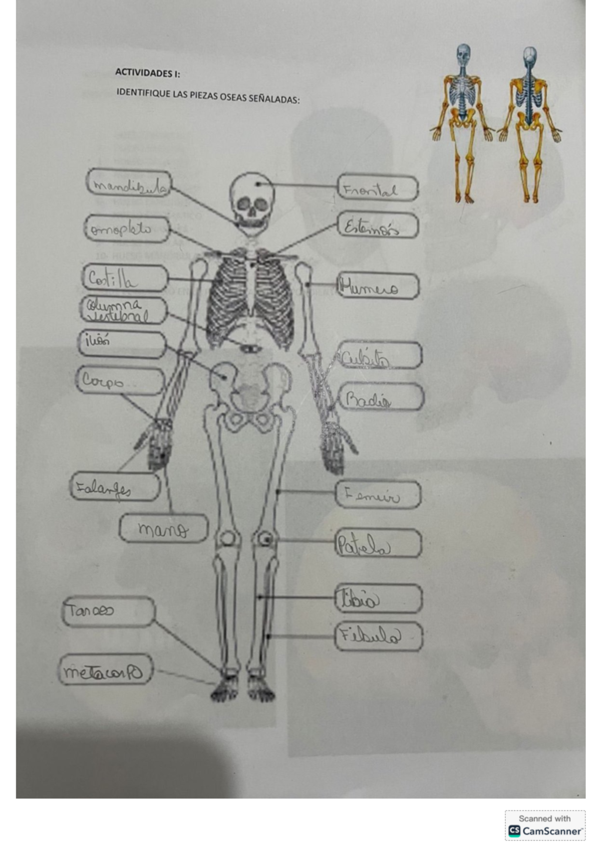 Lab d estructura unidad 1 - ACTIVIDADES I: IDENTIFIQUE LAS PIEZAS OSEAS ...