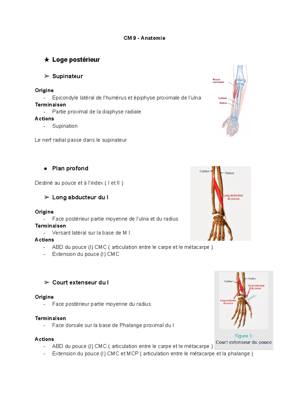 CM 9 - Anatomie - Prise de note - CM 9 - Anatomie ★ Loge postérieur ...