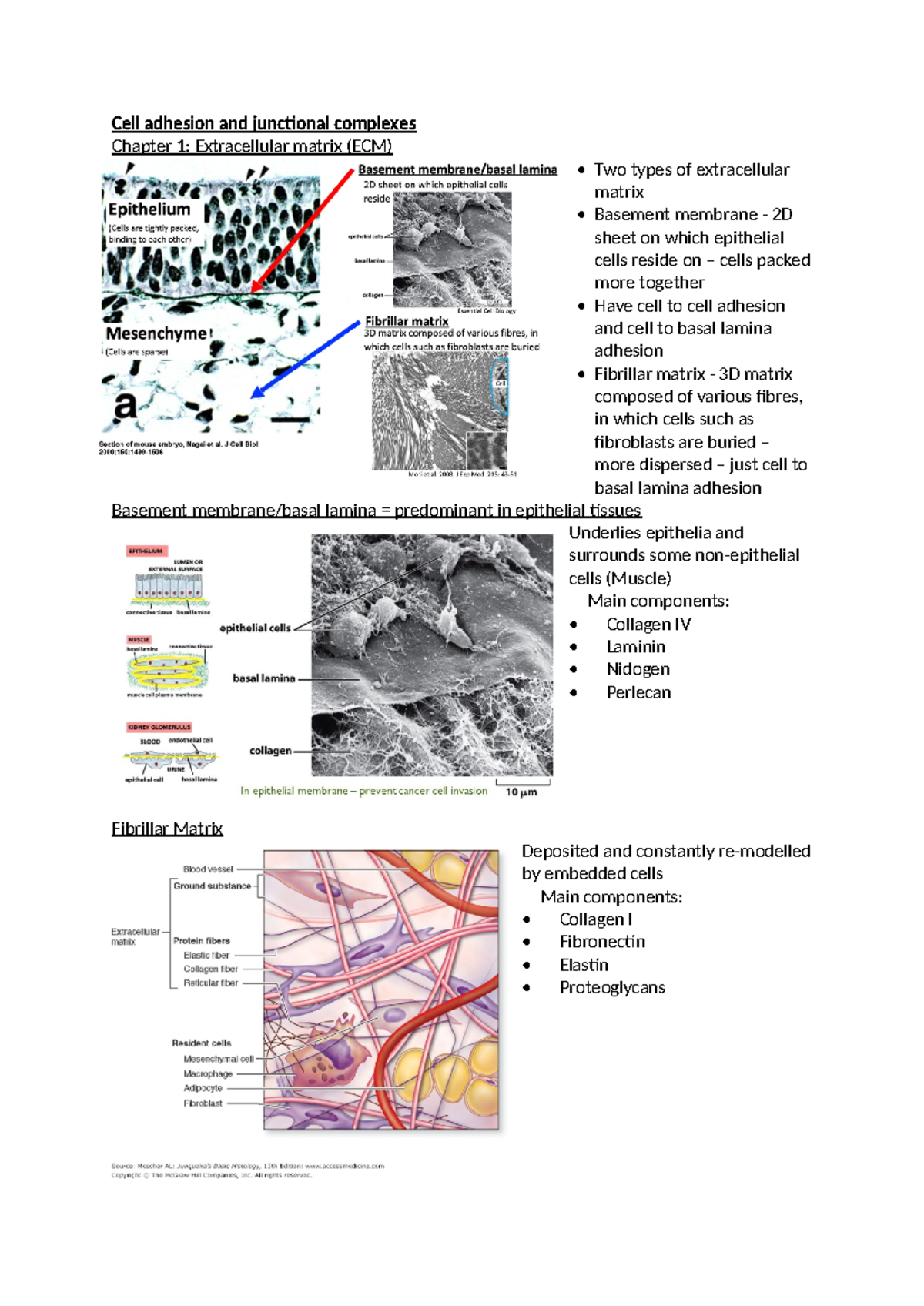 Cell Bio L5 - lecture 5 - Cell adhesion and junctional complexes ...