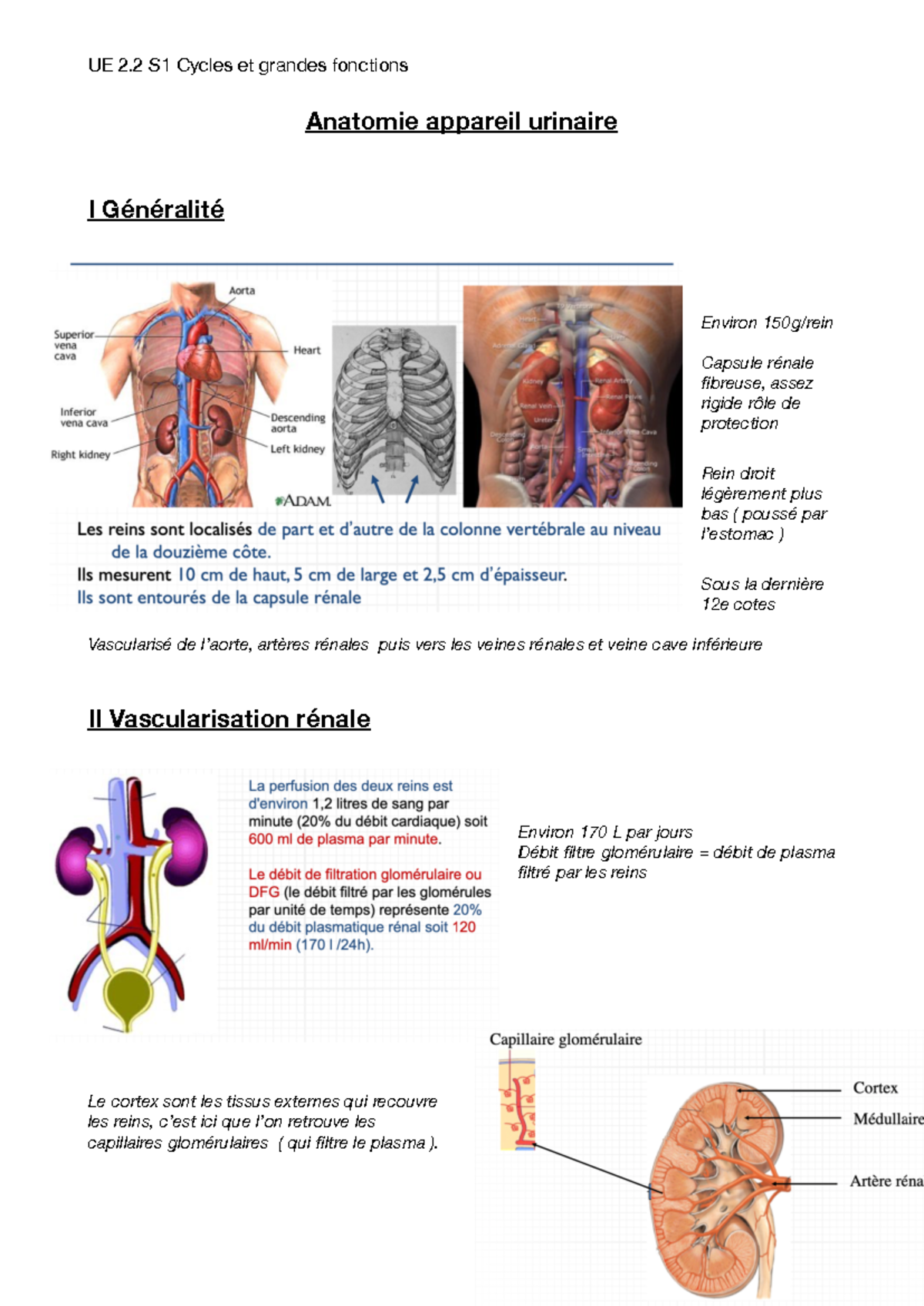 UE 2.2 S1 Appareil urinaire et Rein - Anatomie appareil urinaire I Généralité Environ 150g/rein ...