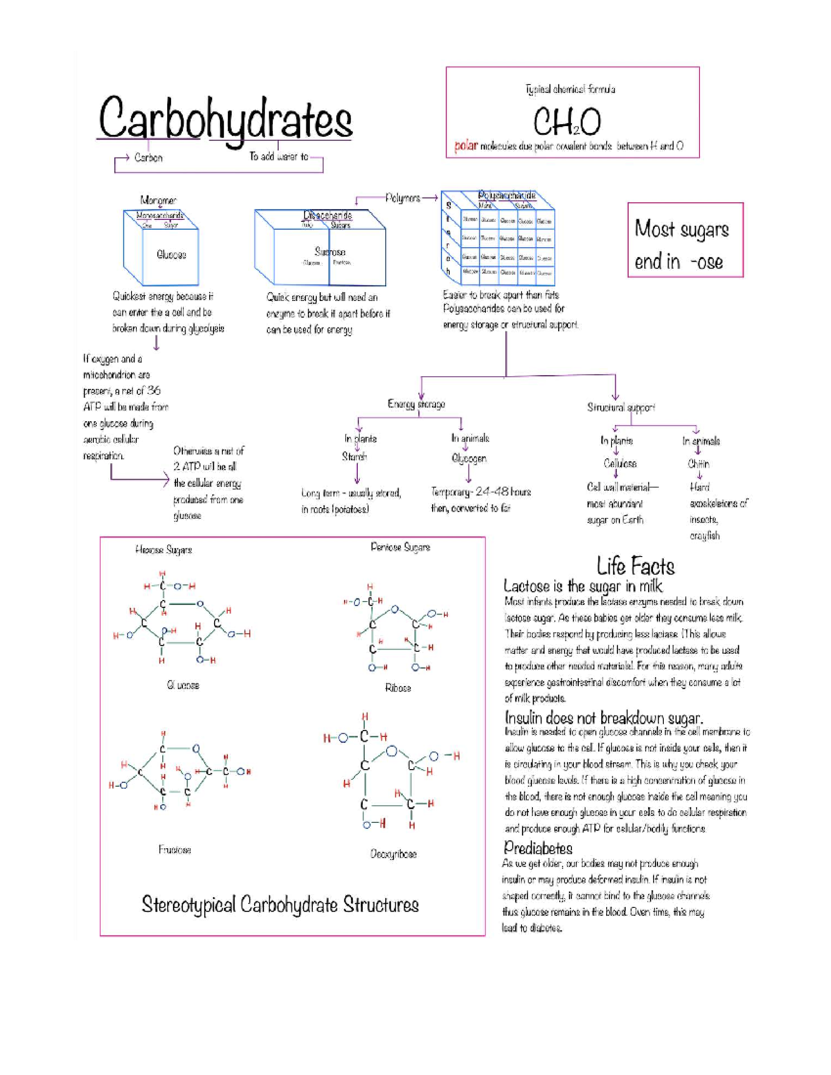 Carbohydrates: Structure and Function Overview - Studocu