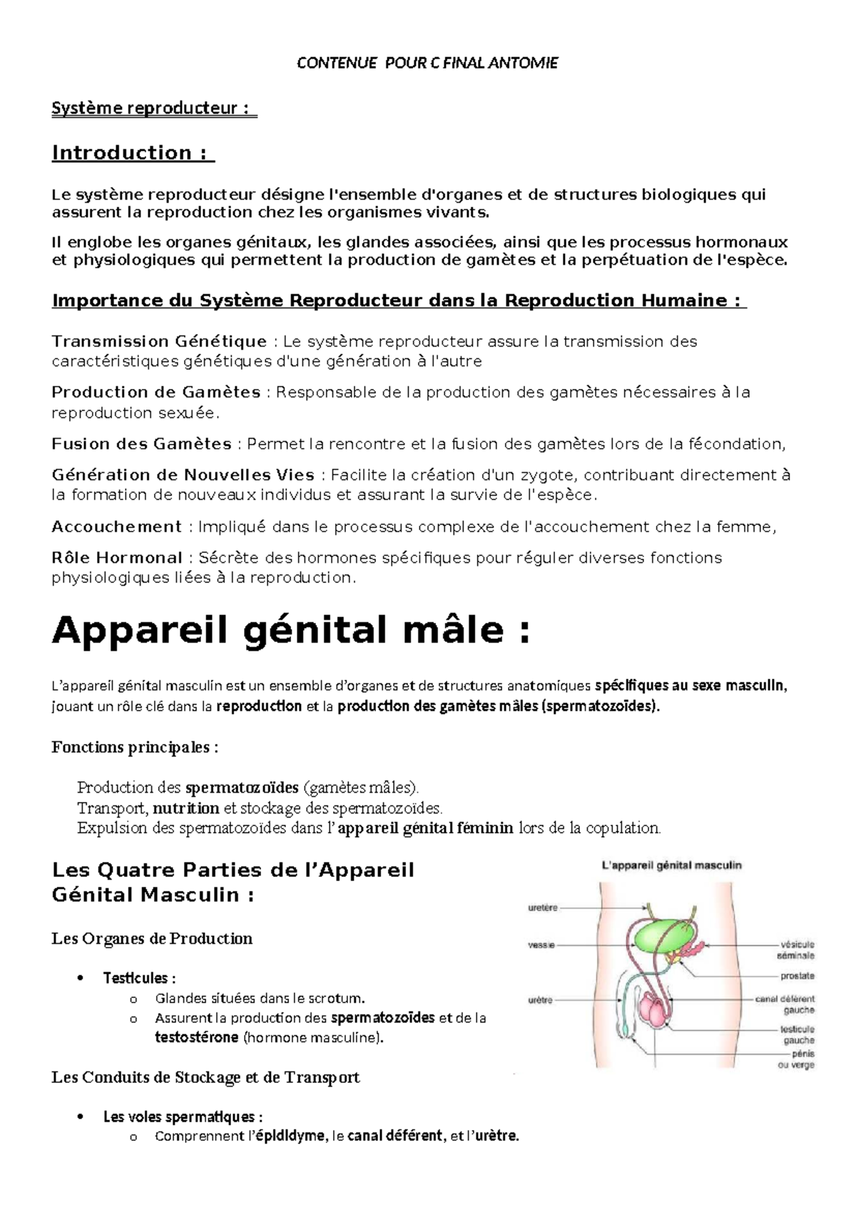 Système Reproducteur : Notes de Cours C - Final Antomie - Studocu