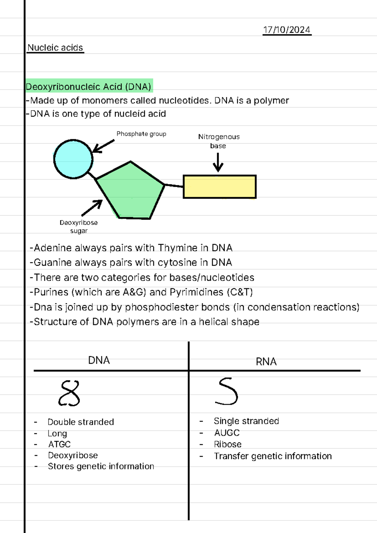 AHB EXAM - Unit one notes - Nucleic acids Deoxyribonucleic Acid (DNA ...