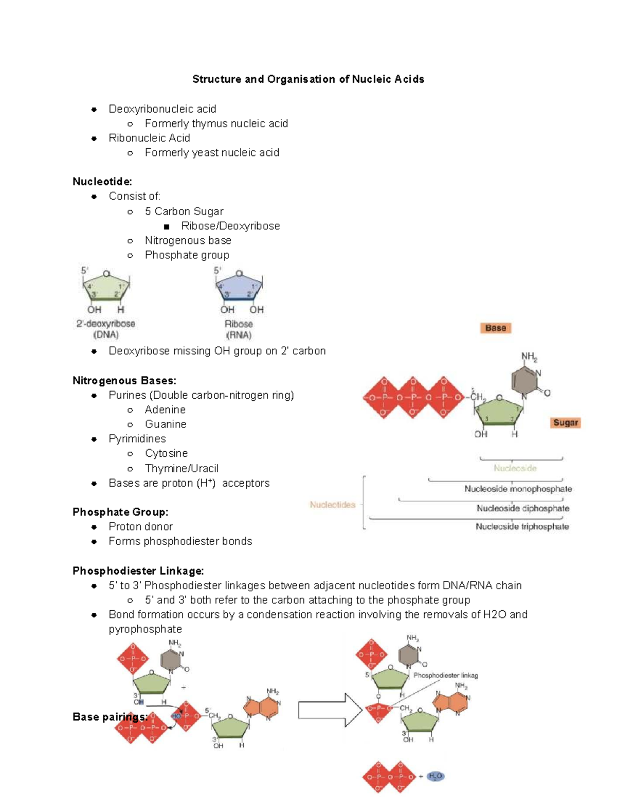 BIOL 308 - Lecture Notes on Nucleic Acids Structure and Function - Studocu