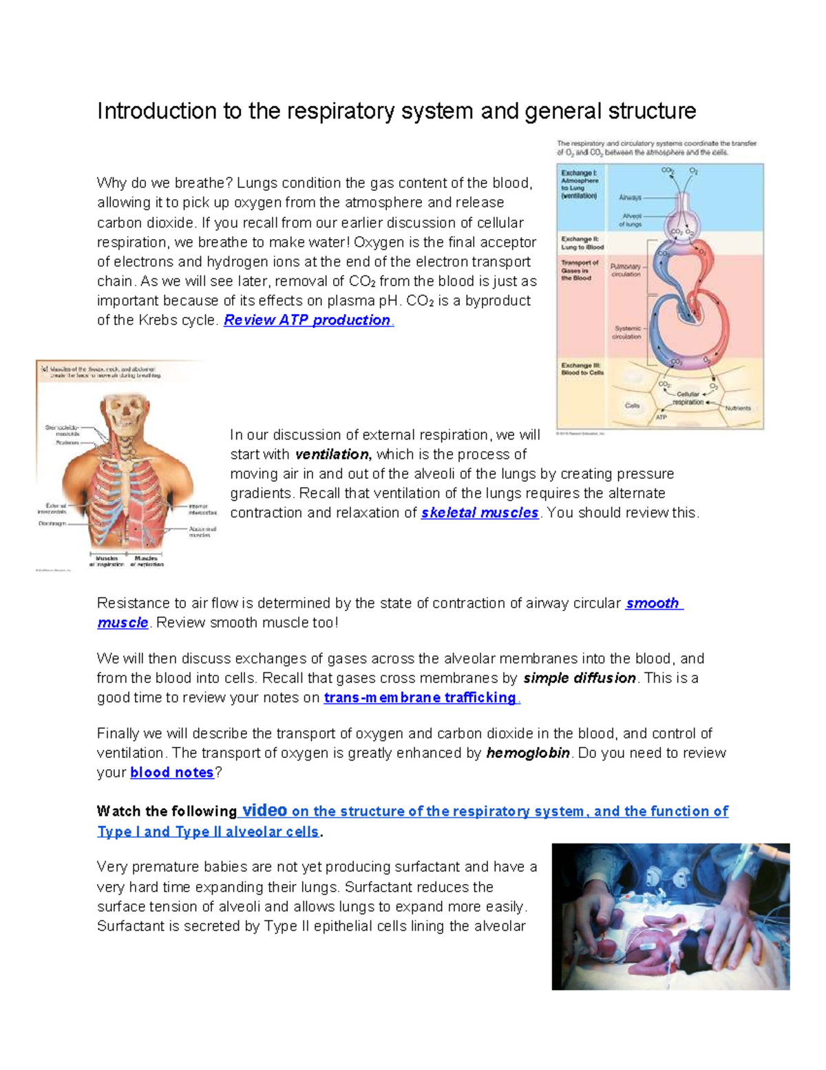 Respiratory System Overview: Anatomy, Gas Exchange & Control (BIO101 ...