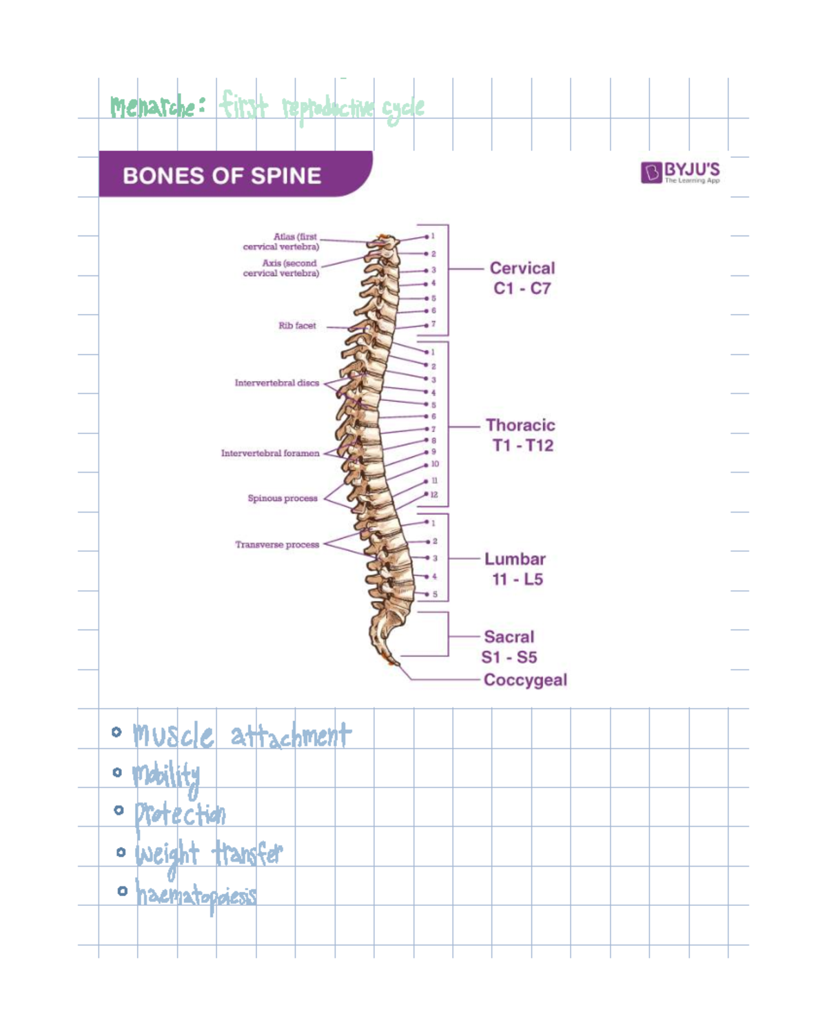 Vertebral Anatomy and Ligaments Overview: C1 to S5 Details - Studocu