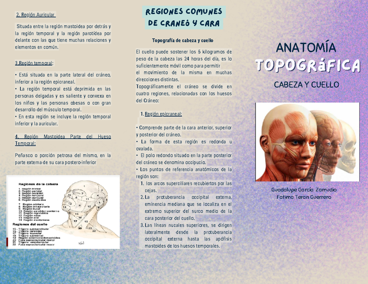 Anato 101 - Regiones Comunes del Cráneo y Cara, Miología Esencial - Studocu