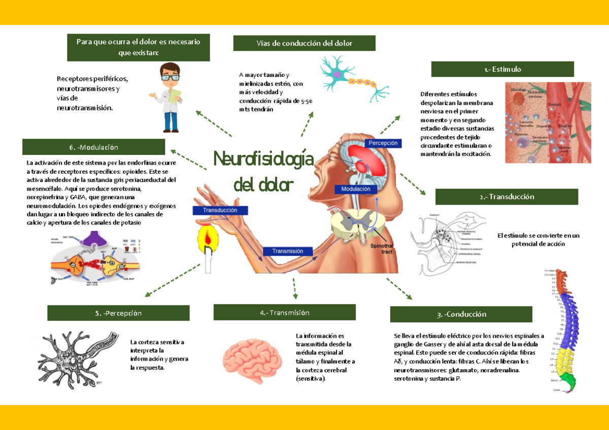 Diagrama De Disección De Cerebro De Rata