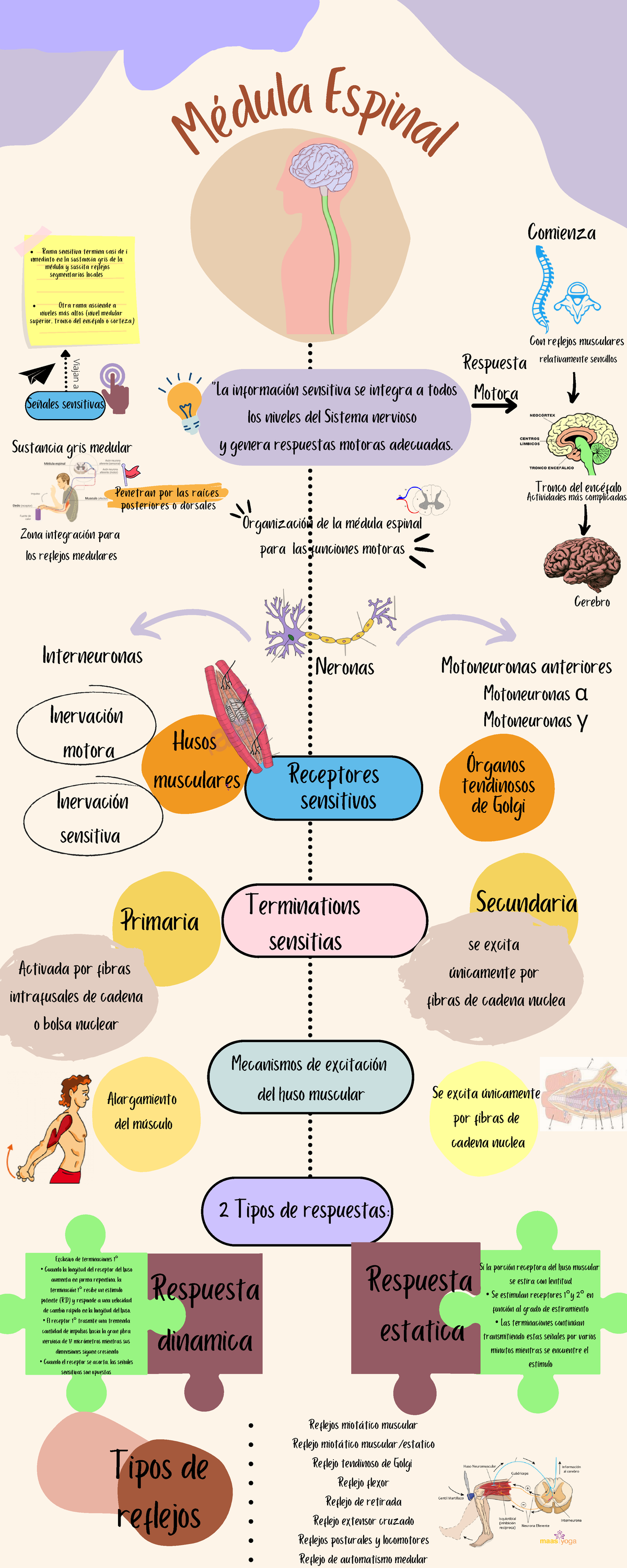 Infografía Médula Espinal - fisiologia - UPGCH - Studocu