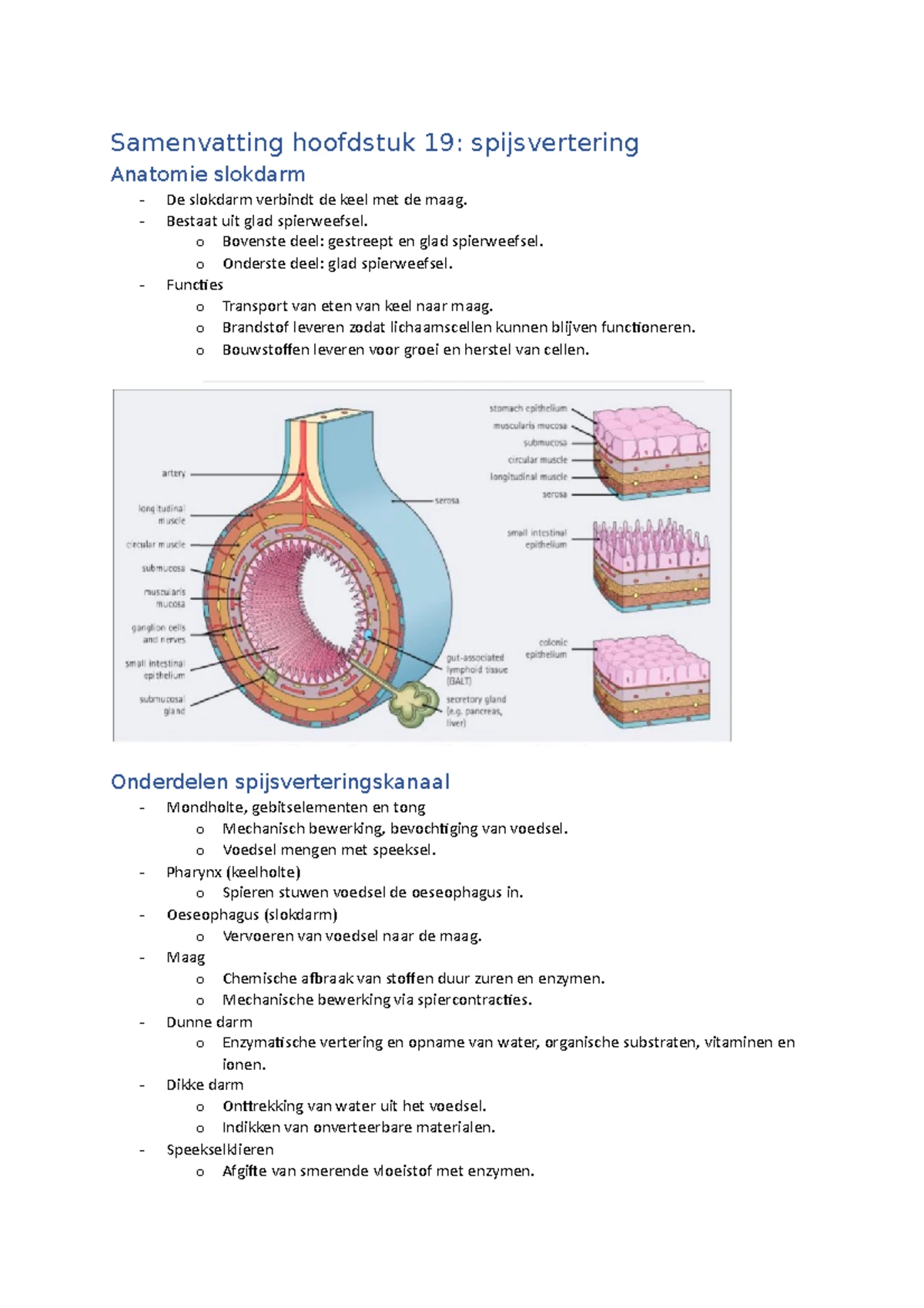 Anatomie van het Heupgewricht: Overzicht en Functies - Studeersnel