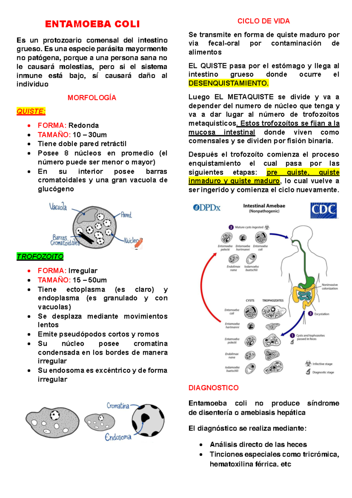 Estudio sobre Entamoeba coli: Morfología, Ciclo y Tratamiento - Studocu