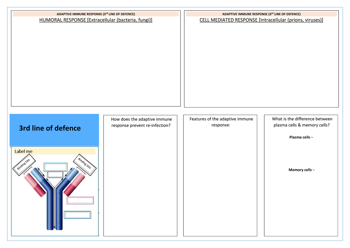 Revision - 3rd line of defence - 3rd line of defence rd HUMORAL ...