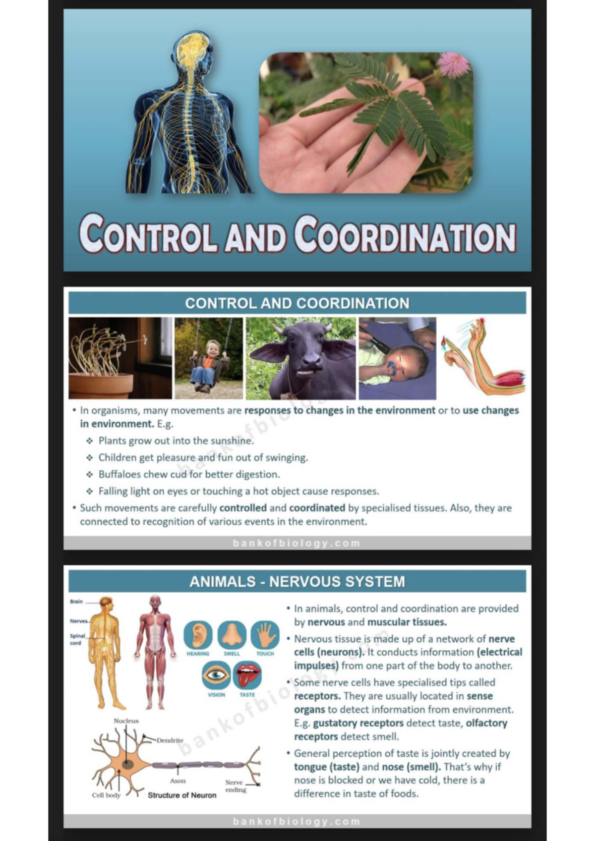 BIO 101: Control and Coordination in Animals and Plants - Studocu
