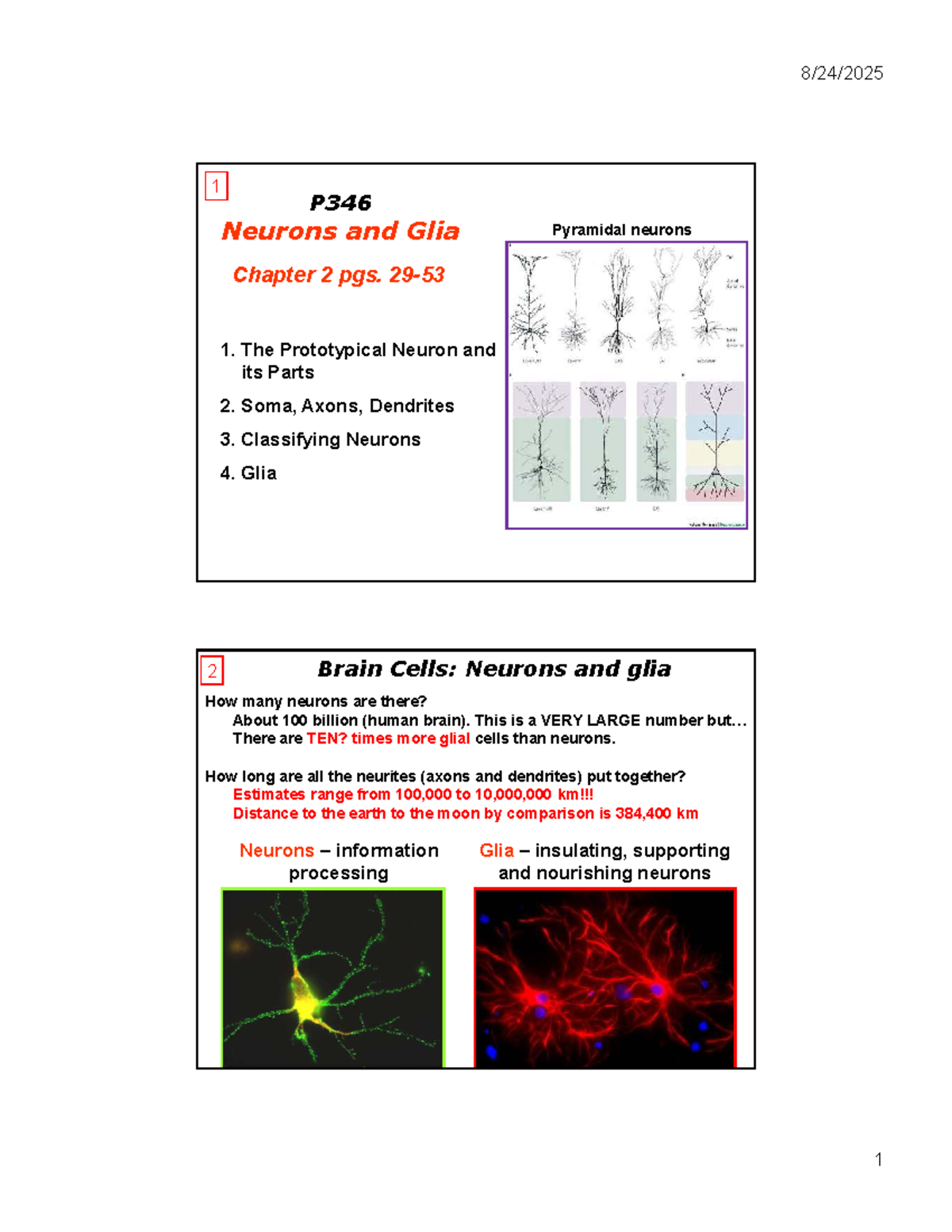 Neurons and Glia: Structure & Function Overview (P346) - Studocu