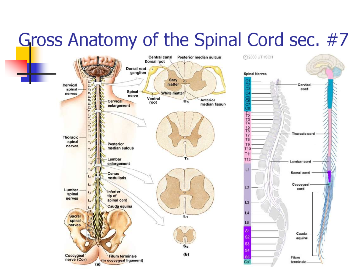 Anatomy 101: Overview of Cranial Nerves & Spinal Cord - Studocu