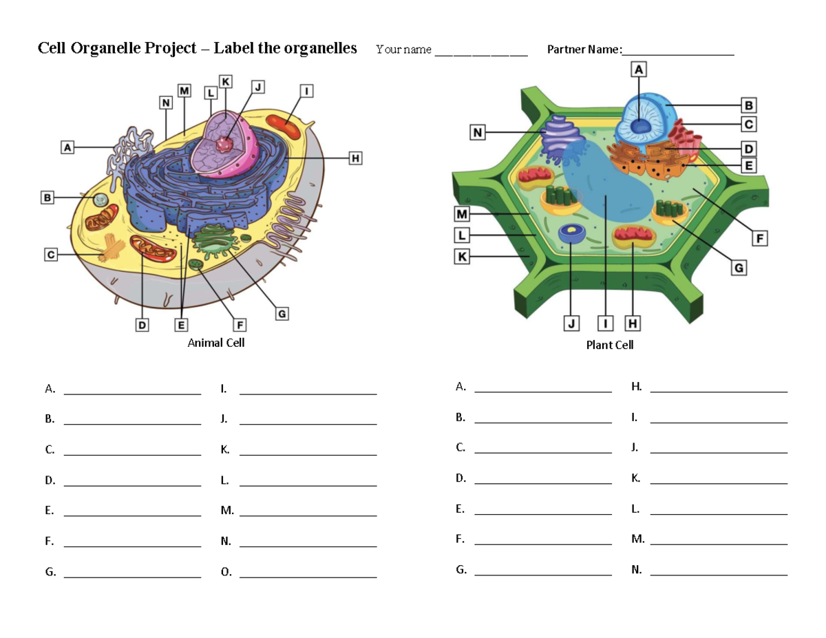 Cell Organelle Project: Animal & Plant Cell Comparison - Studocu