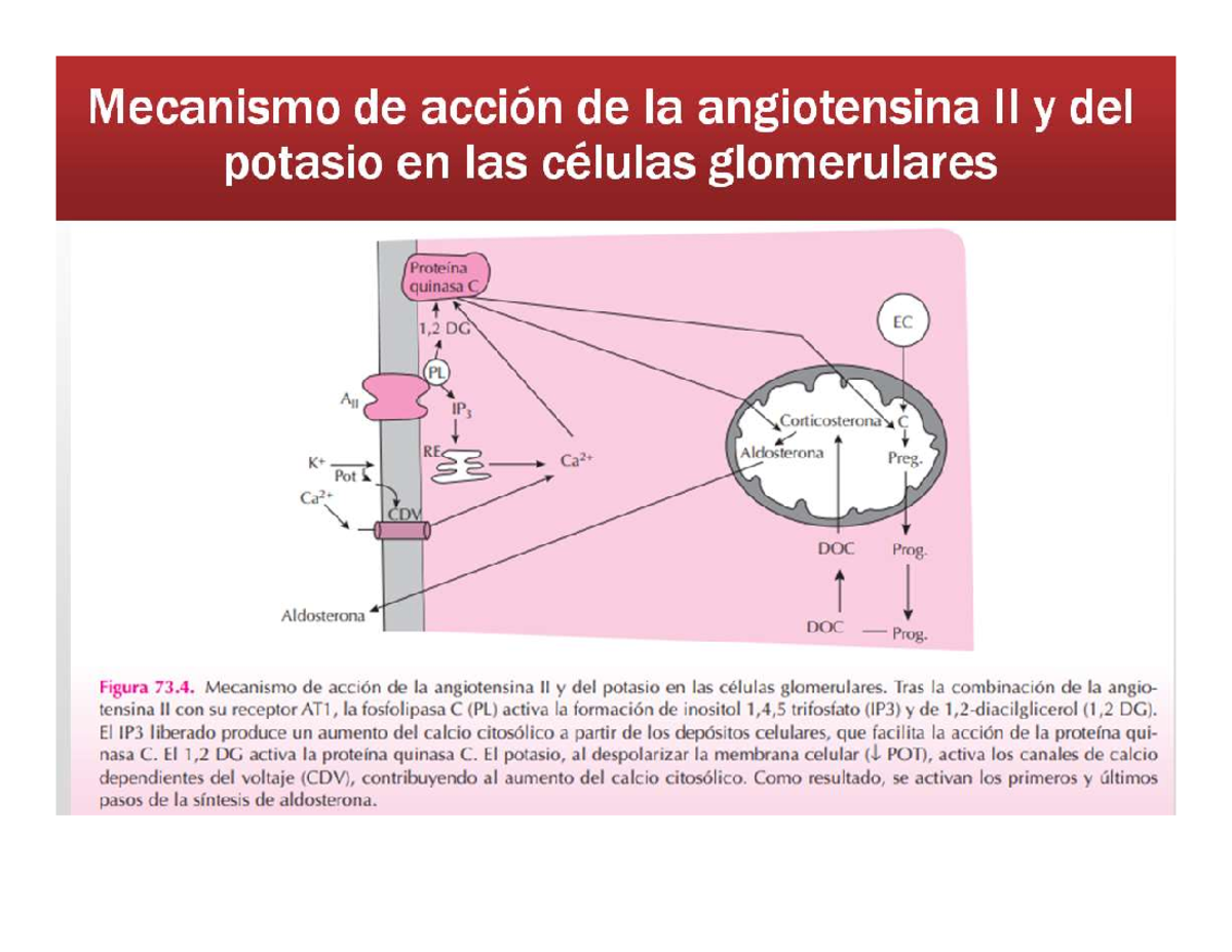1.7.5 Angiotensina aldosterona - Mecanismo de acción de la angiotensina ...