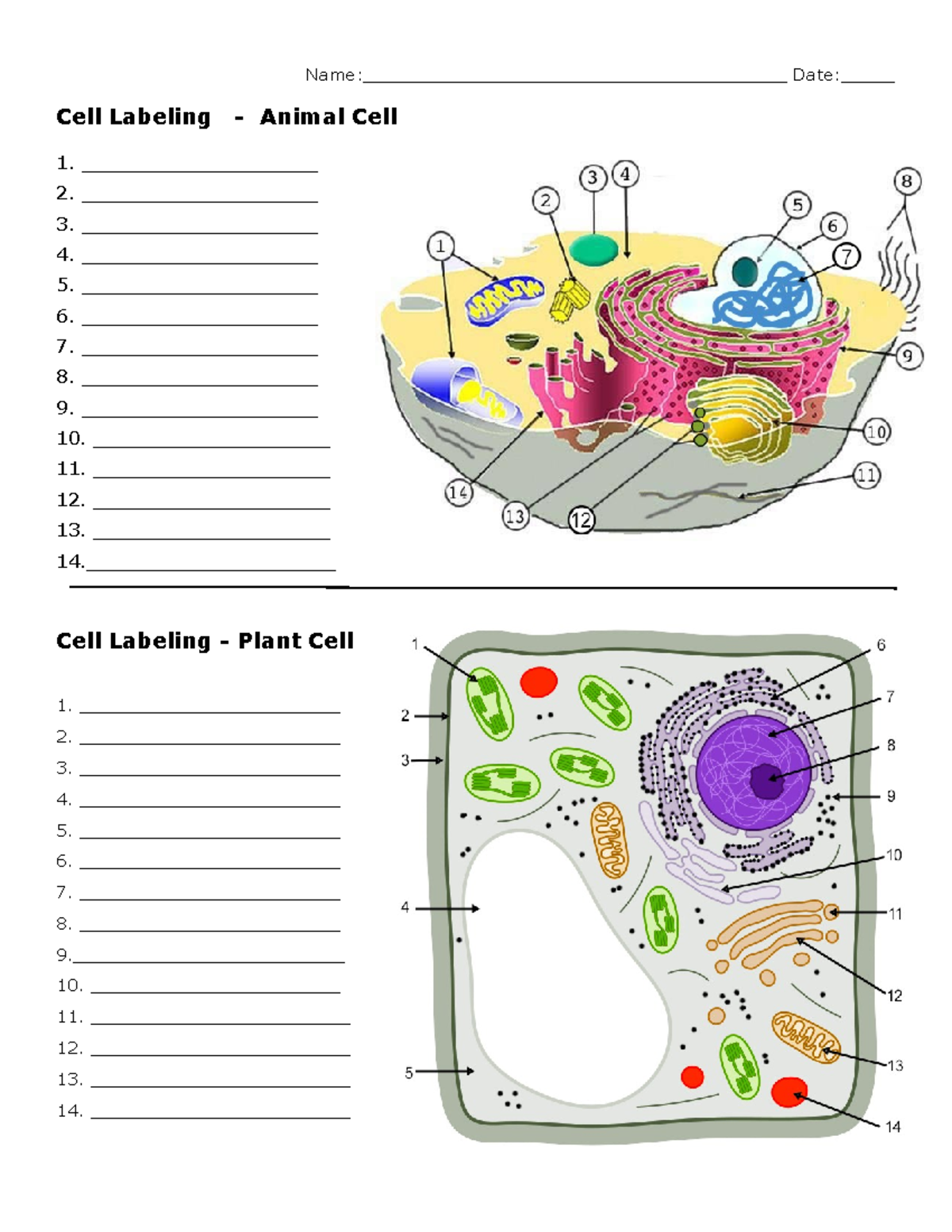 Cell Labeling - Cell Labelling - Animal and Plant Cells - - Studocu