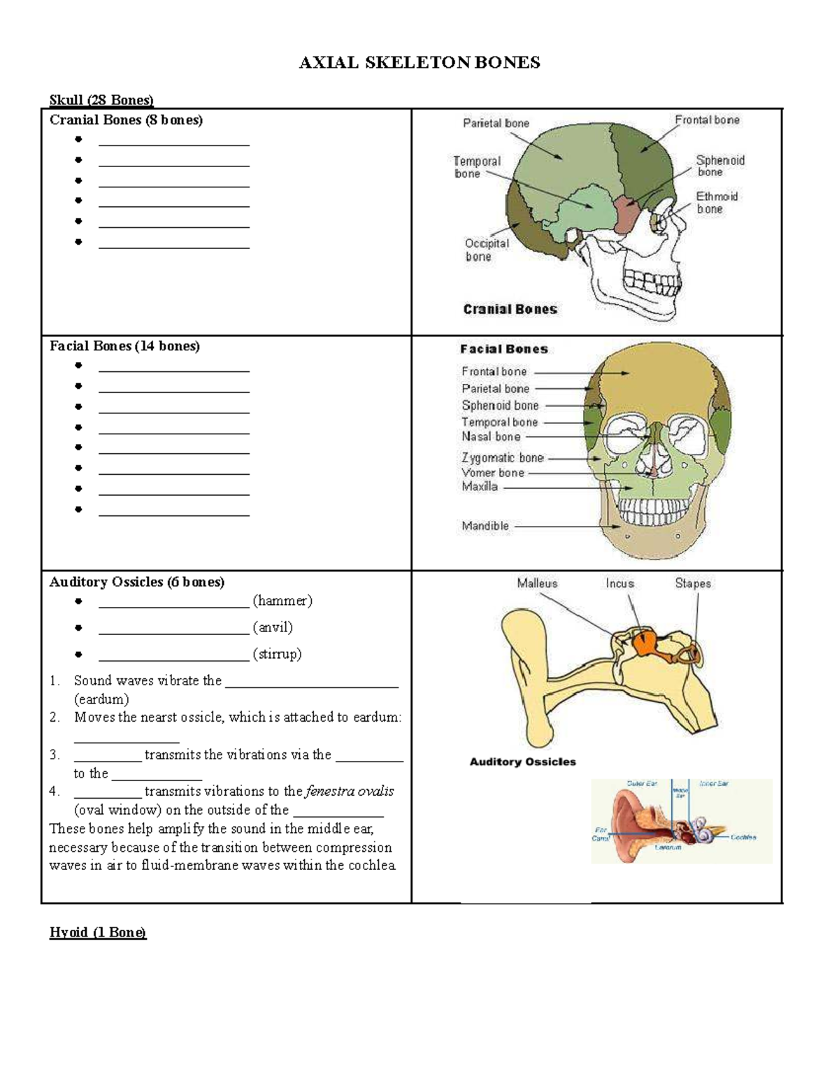 AXI 101: Axial Skeleton Notes on Skull & Vertebral Column - Studocu