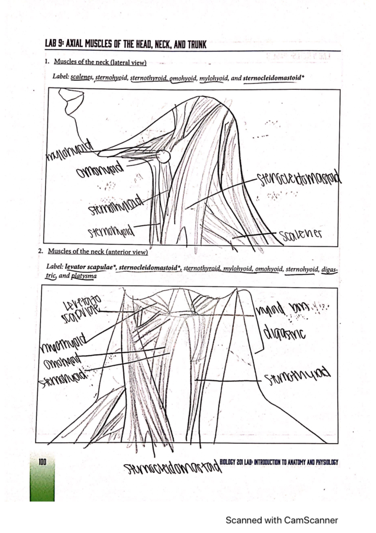 BIO201L Lab 9 - Axial Muscles of the Head, Neck, and Trunk - BIO 201L ...