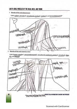 [Solved] fill the specific action rows TABLE 4 MUSCLES OF THE ANTERIOR ...