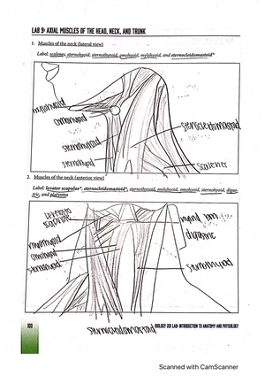 BIO201L Lab 8 - Appendicular Muscles of the Upper Limb - BIO 201L - Studocu