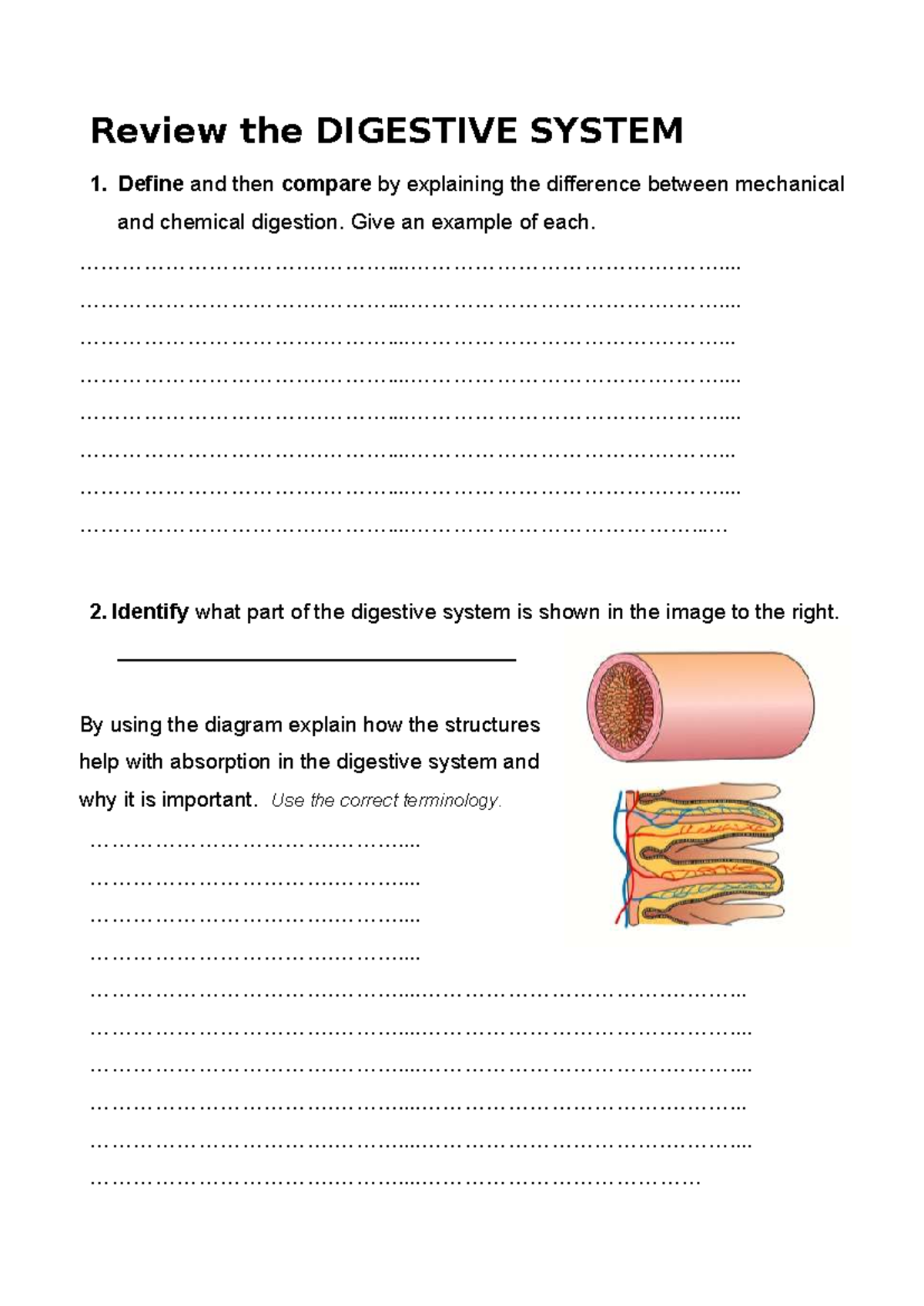 Review of the Digestive System: Functions, Comparisons, and Disorders ...