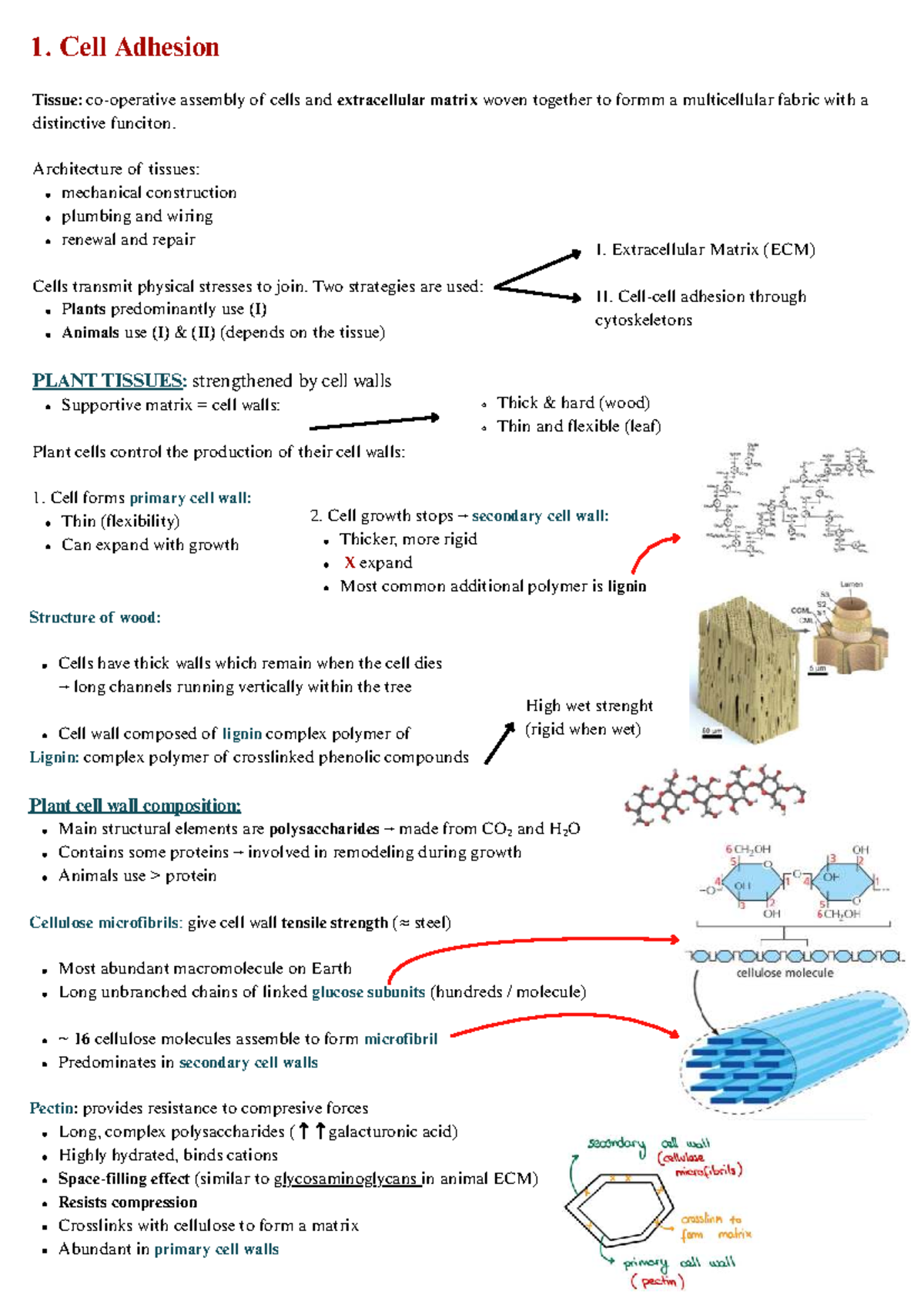 Cells to Organisms: Lecture Notes on Cell Adhesion and Tissue ...