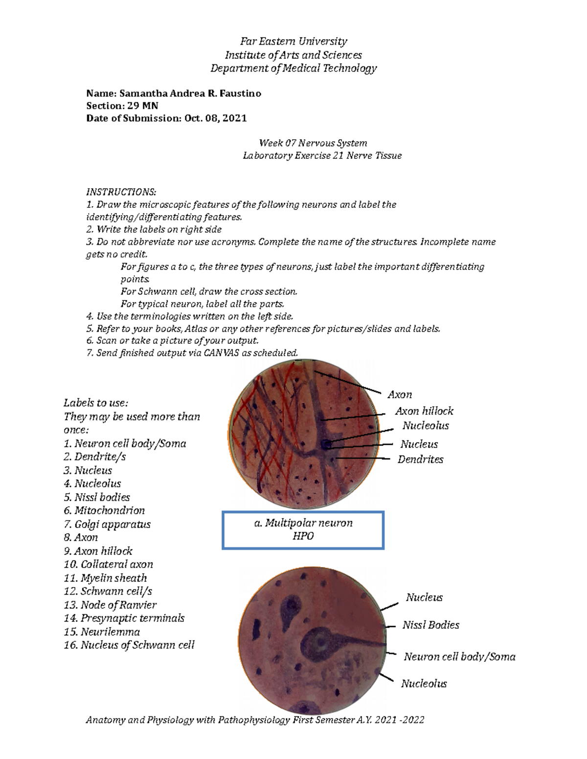 03.Lab Exercises 21: Microscopic Anatomy of Nerve Tissue - Studocu