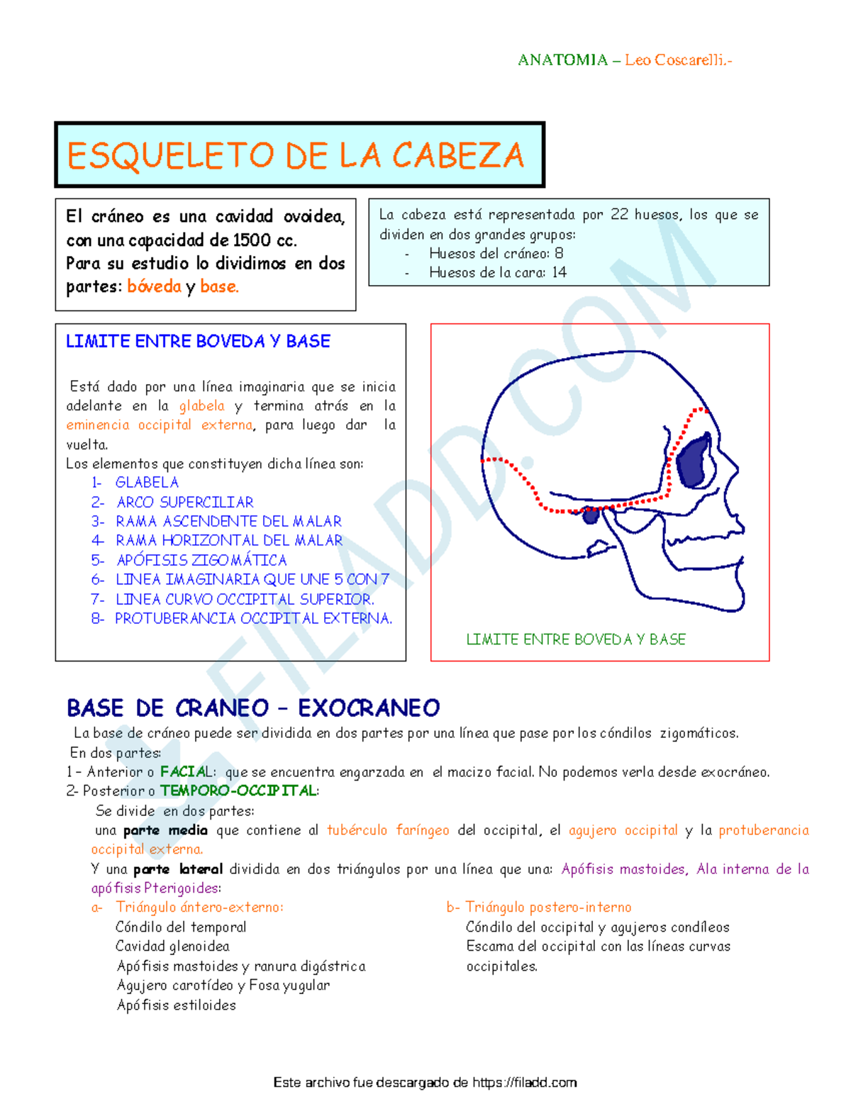 Esqueleto DE LA Cabeza - ESQUELETO DE LA CABEZA El cráneo es una ...