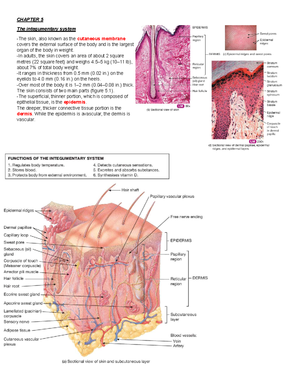 Anaphy CHAP 5-7: Integumentary System Overview and Functions - Studocu