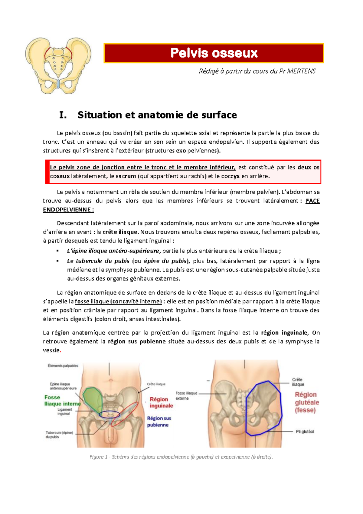 Anatomie et fonctions du pelvis osseux - Cours 2020-2021 - Studocu