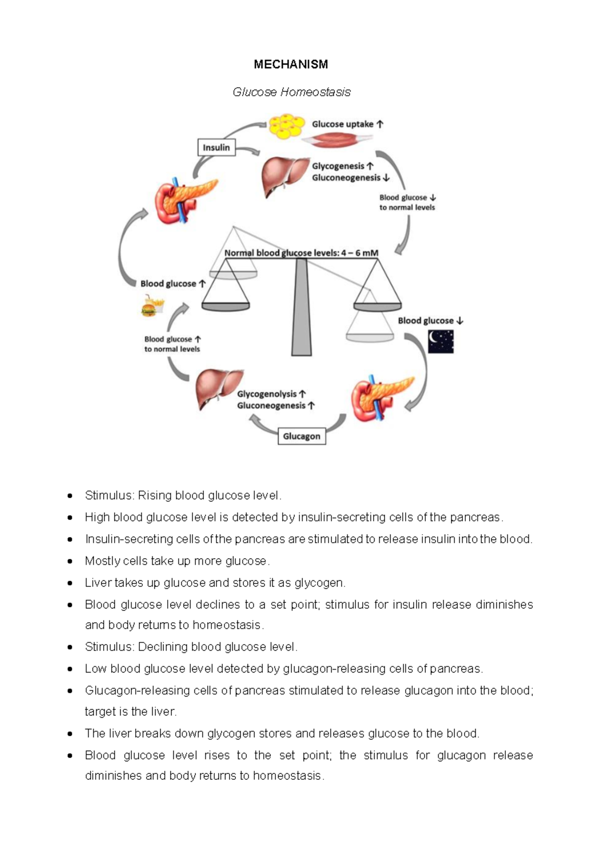 Mechanism of Glucose Homeostasis - MECHANISM Glucose Homeostasis ...