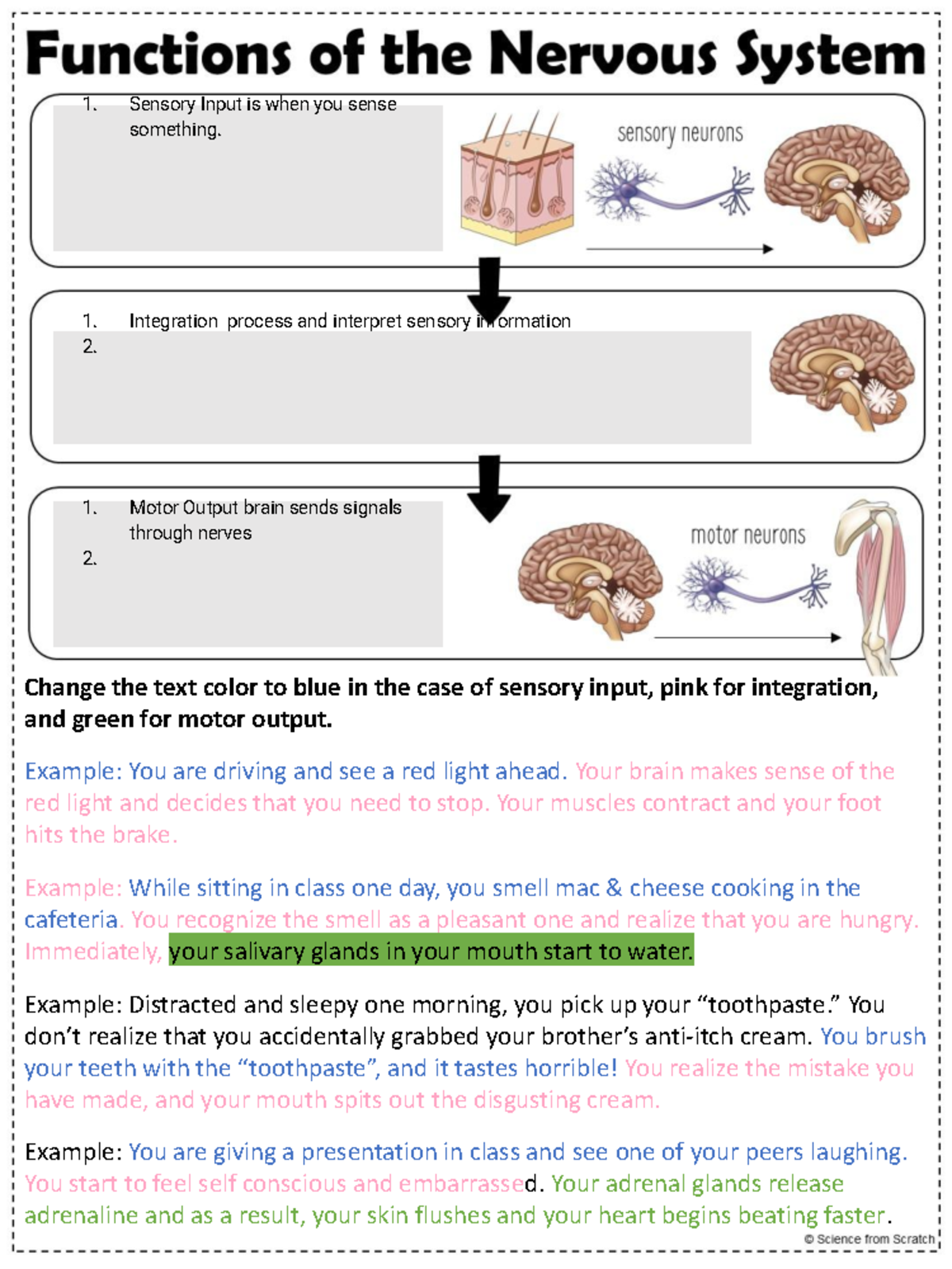 Functions of the Nervous System Doodle Notes (NS 101) - Studocu