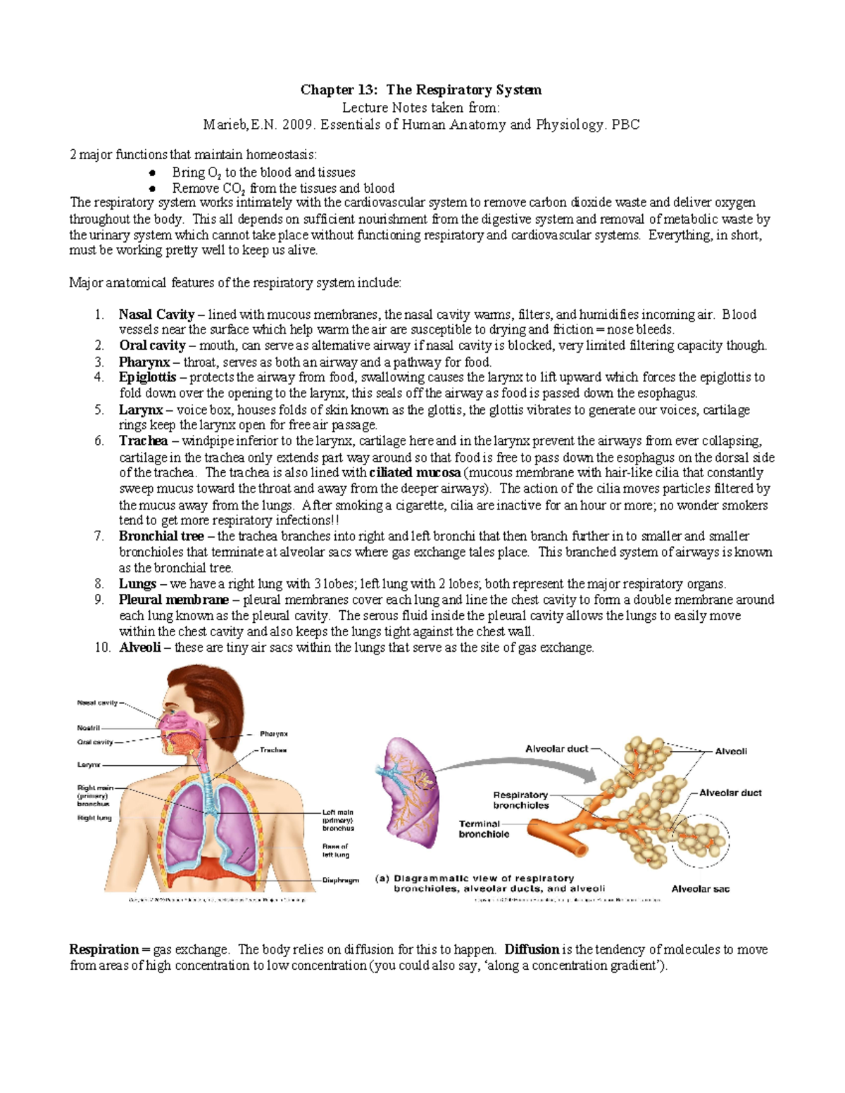 Respiratory System Lecture Notes - Studocu