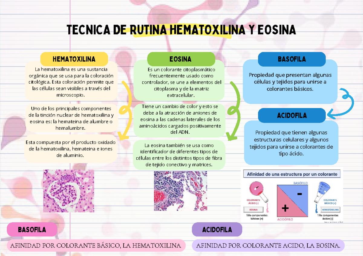 Técnicas de Tinción Basófila y Acidófila en Histología - Studocu