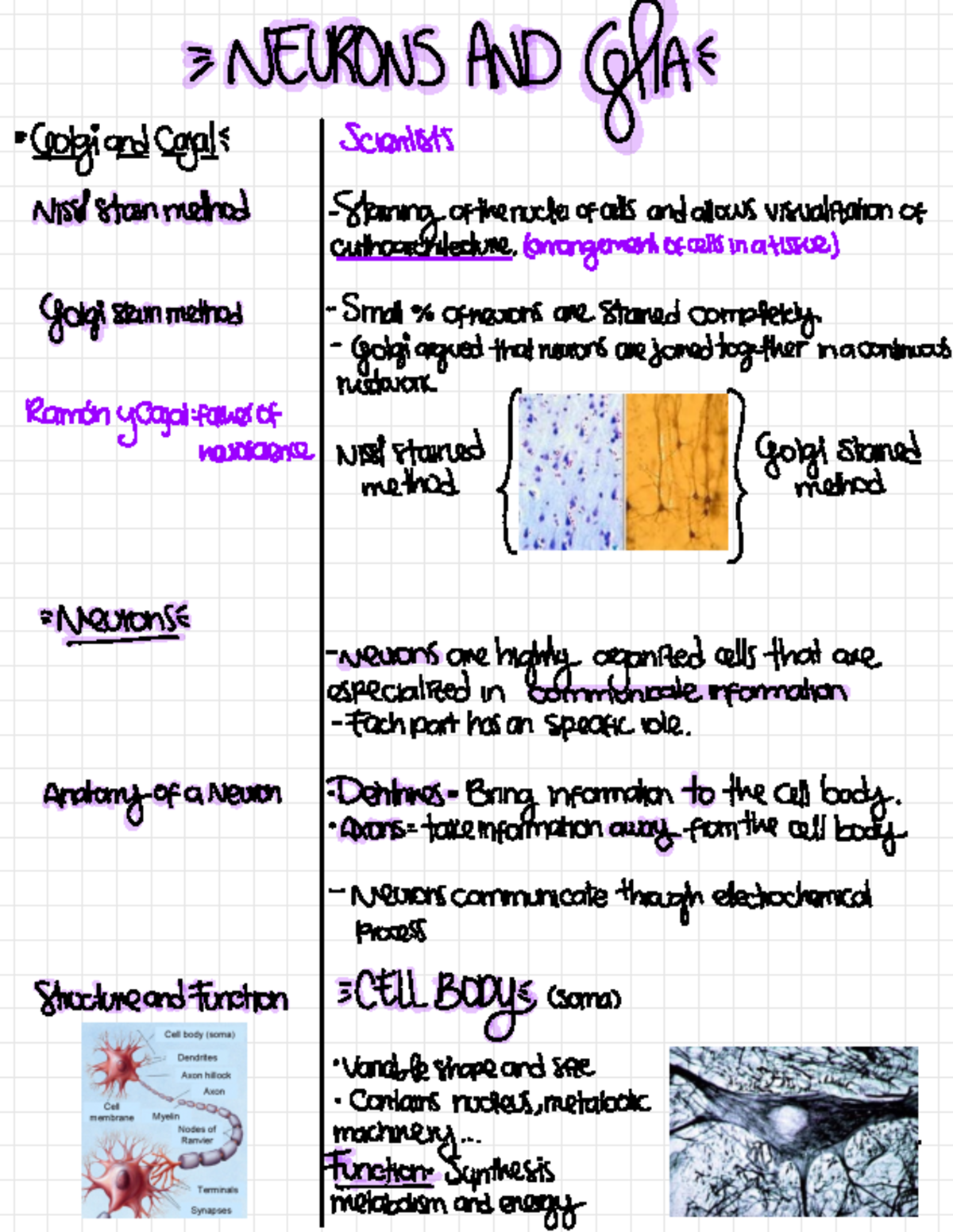 Neuroscience Chapter 1 and 2 - > NEURONS AND At giandcajak Scientists ...