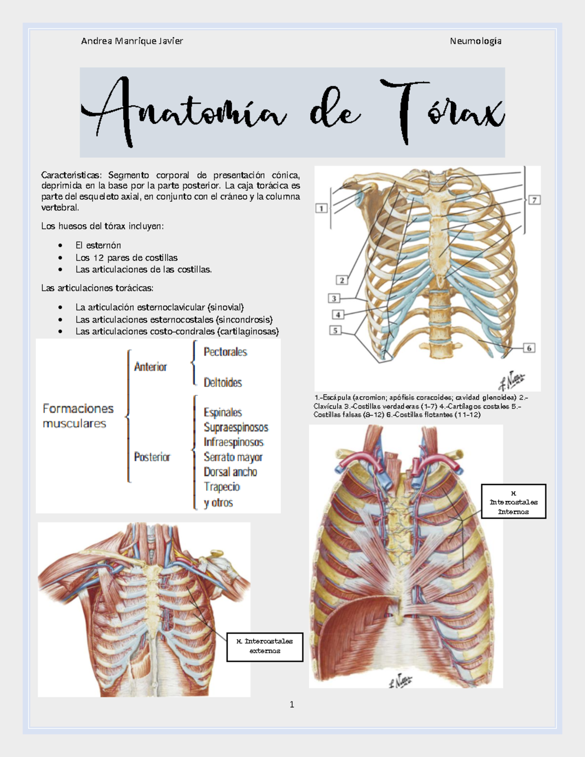 Anatomía De La Costilla Posterior