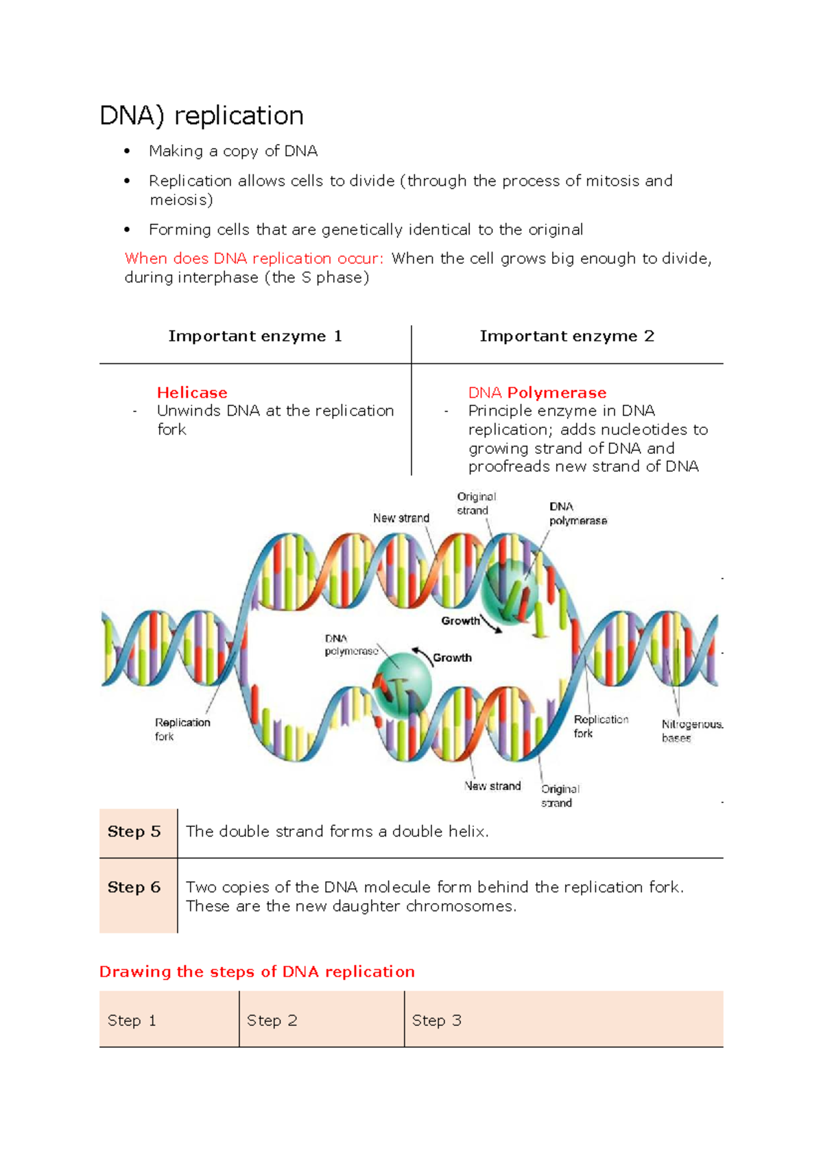 DNA Replication: Key Steps and Enzymes in Cell Division (BIO101) - Studocu