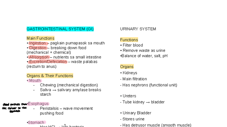 ANPH - Final Exam Notes on GI, Urinary, Reproductive & Endocrine ...