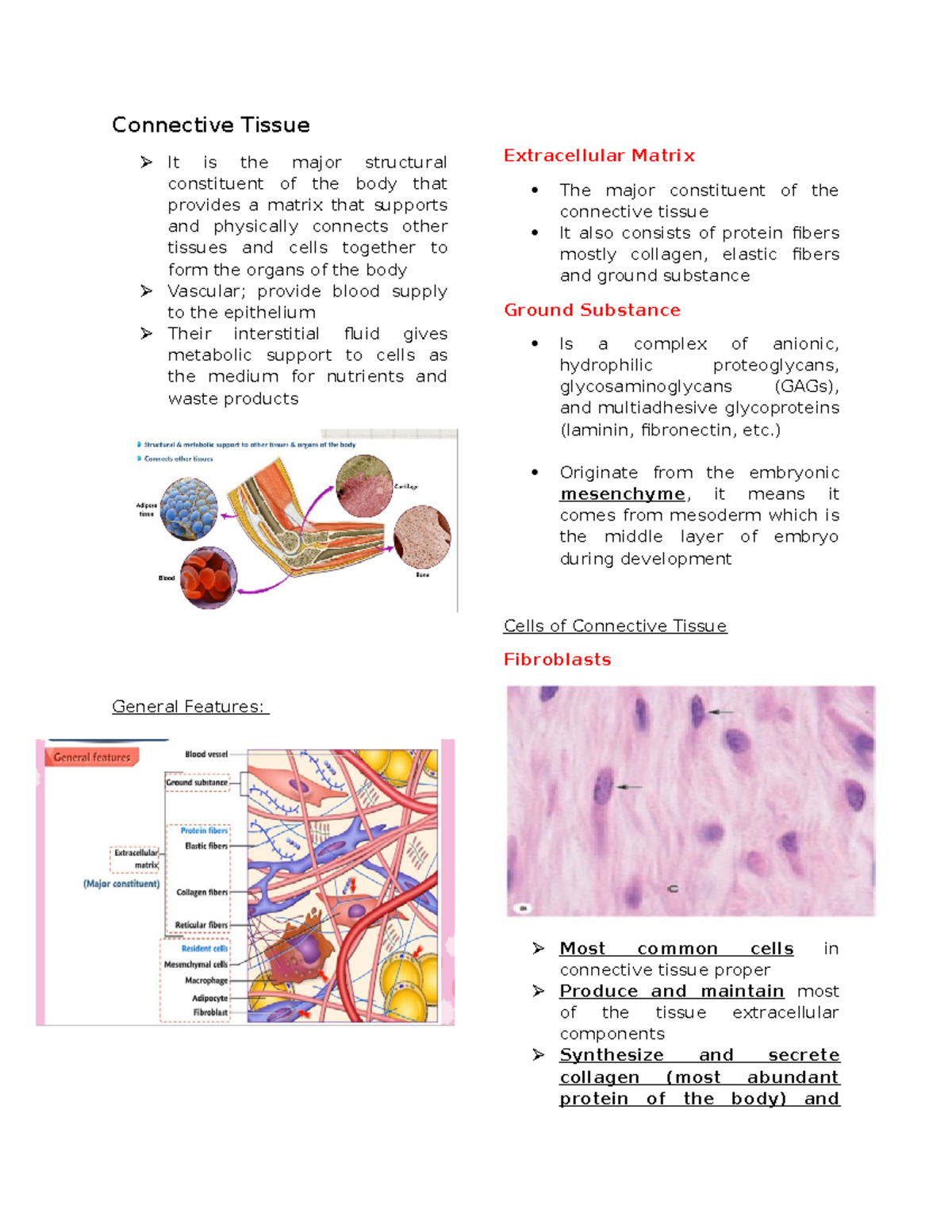 Histology - Connective Tissue: Structure, Function & Types Explained - Studocu