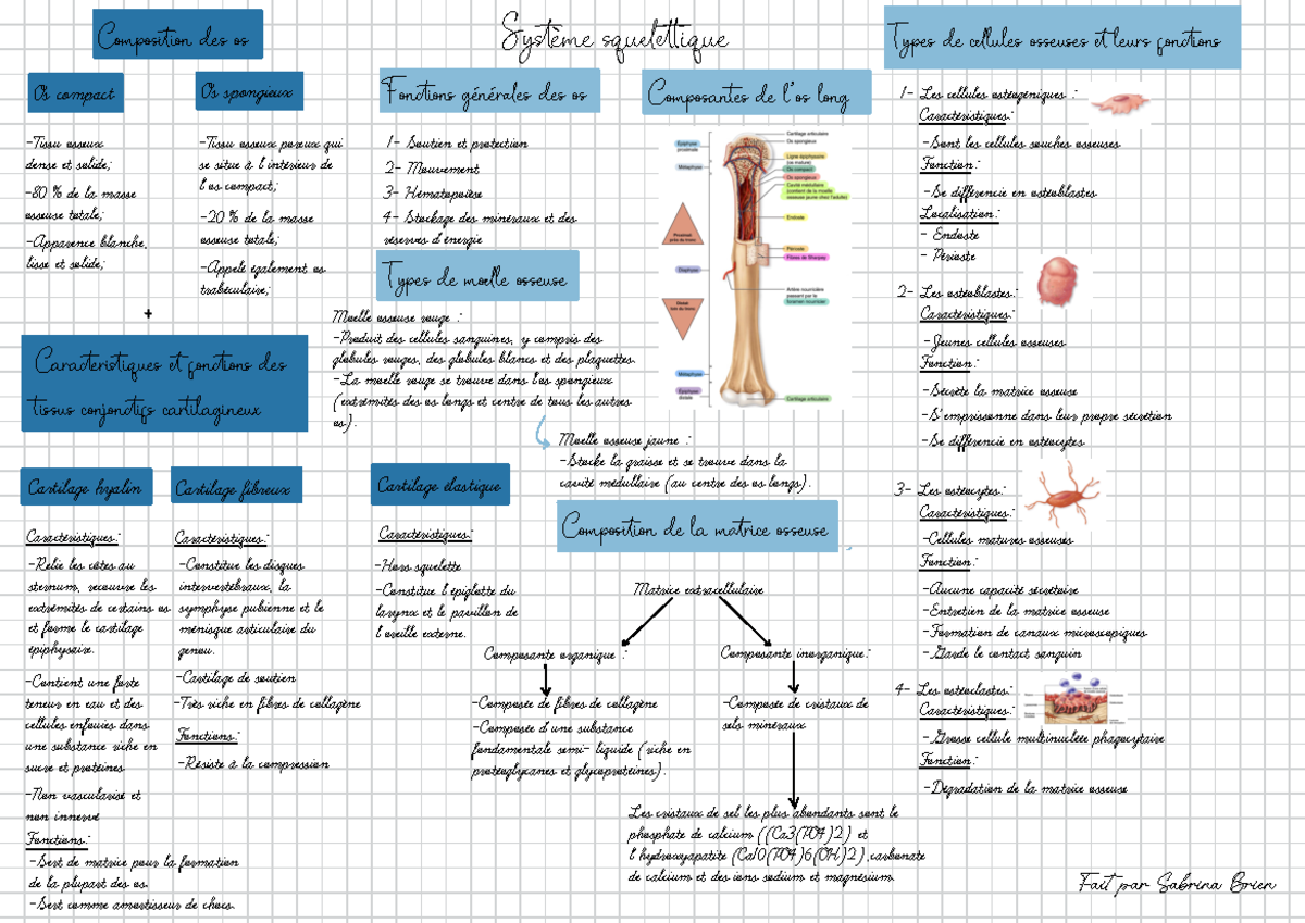Résumé schématique système squelettique - Studocu