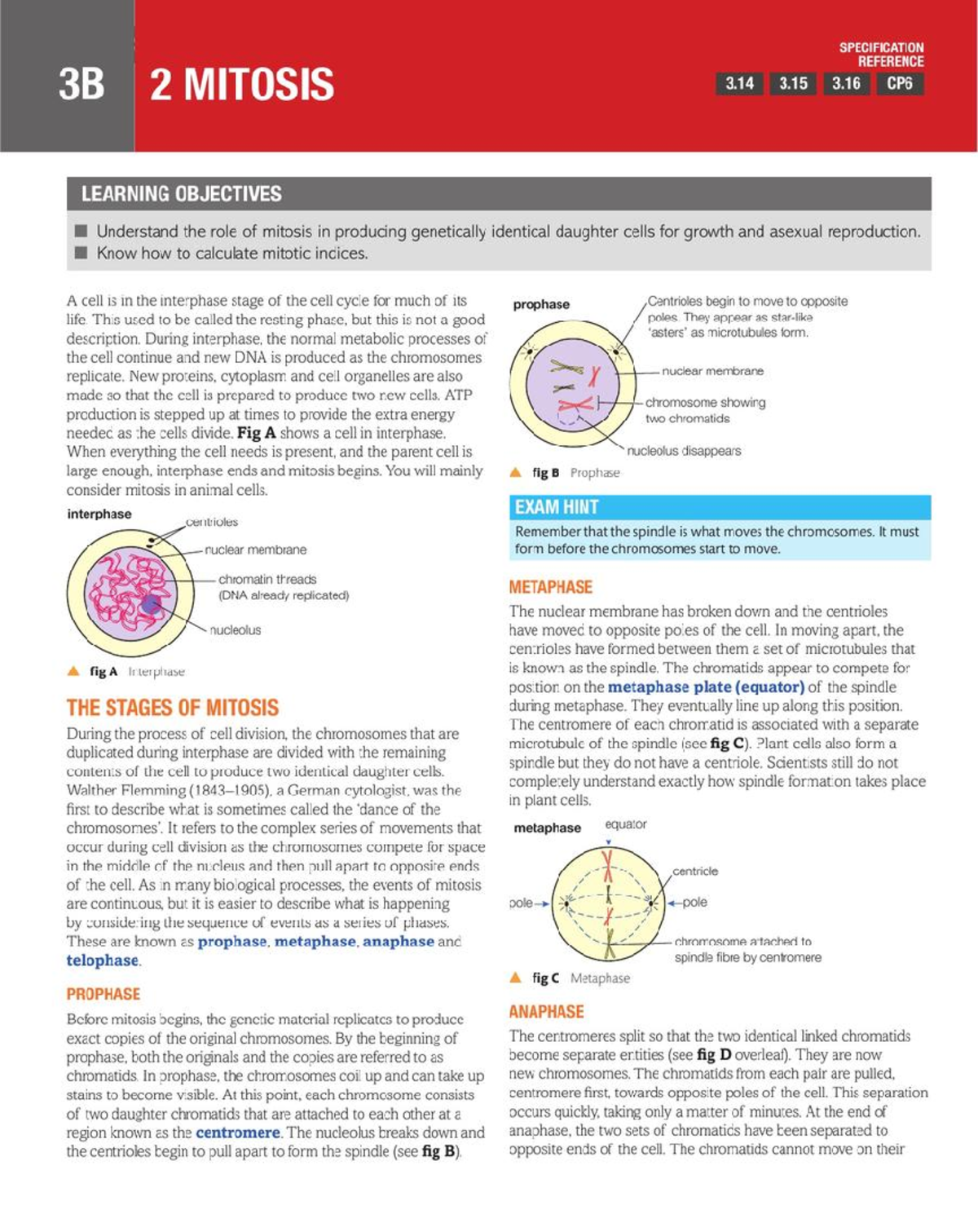 Edexcel Biology 3B.2 Mitosis: Stages, Importance & Learning Objectives - Studocu