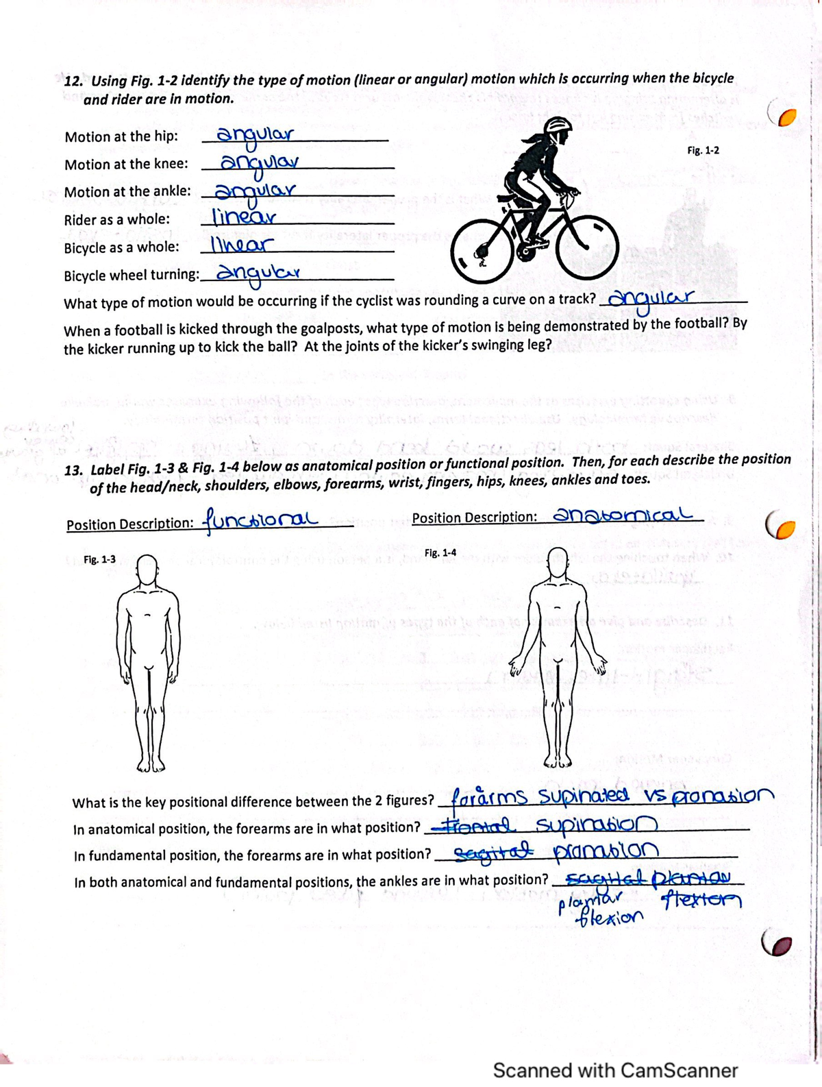 Anatomical Kinesiology Workbook Answers: Full Chapter Review - Studocu